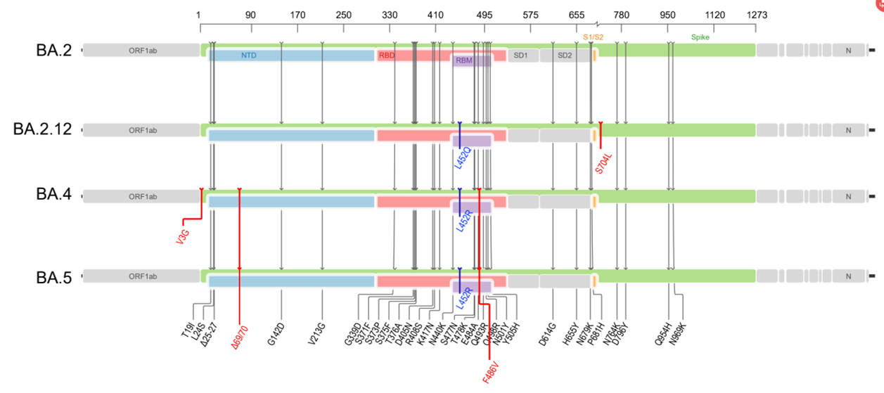 奥密克戎BA.5变异株的传播力、致病力、免疫逃逸力浅析-BA.5具有更强的逃避宿主免疫能力